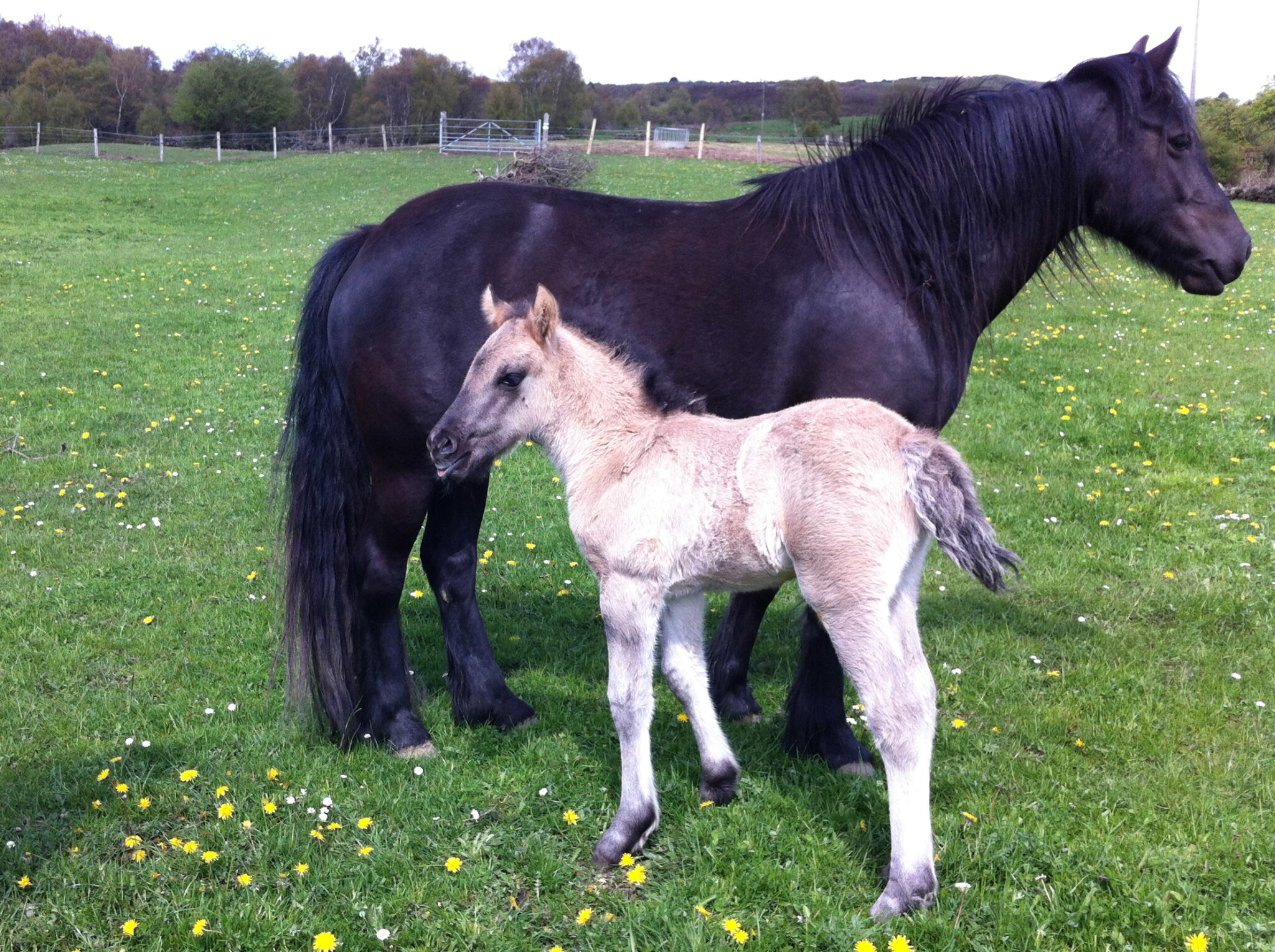 Highland Pony Studs – Highland Pony Society