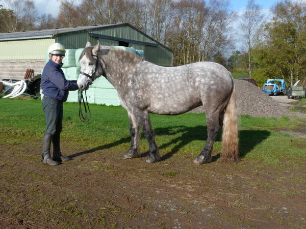Showing Guidelines – Highland Pony Society