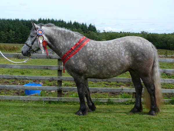 Showing Guidelines – Highland Pony Society