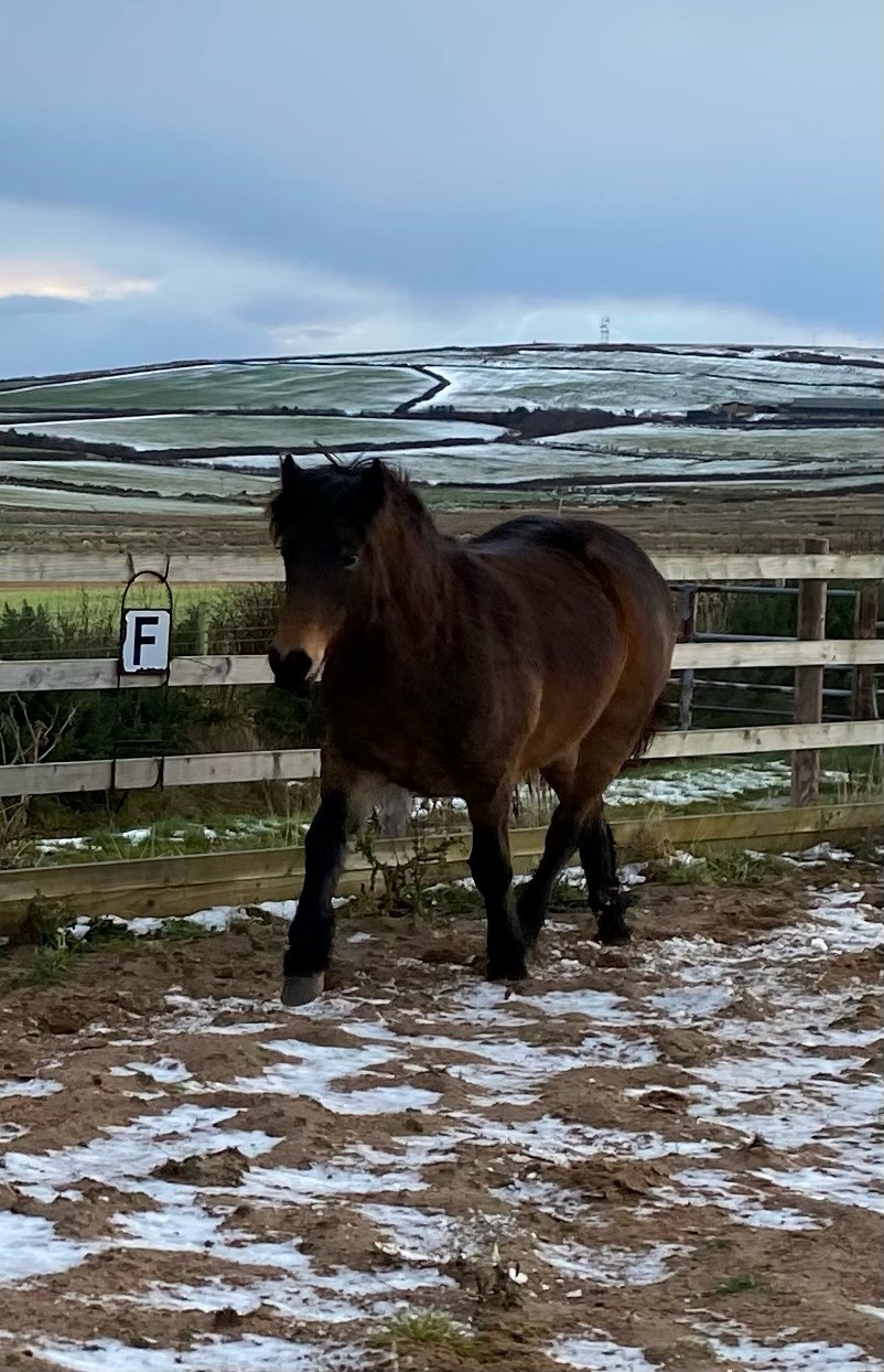 Registered Bay Yearling Filly – SOLD – Highland Pony Society