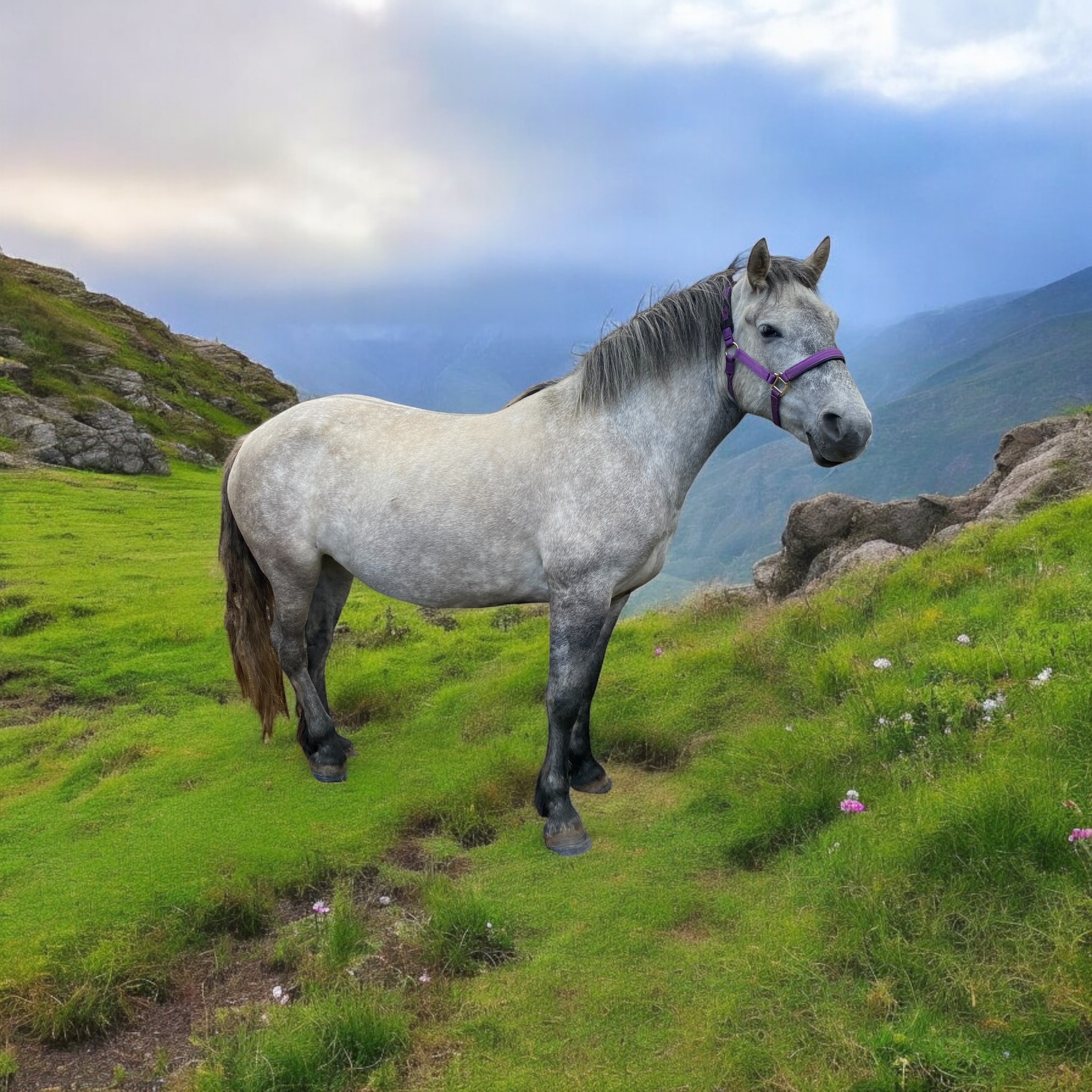 Lexie of Little Salkeld Mill – Highland Pony Society