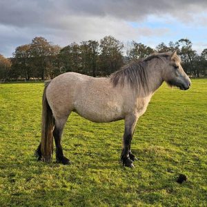 Ponies for Sale and Wanted – Highland Pony Society